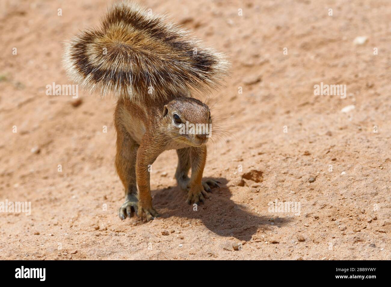 Cape ground squirrel (Xerus inauris), on all fours, alert, Kgalagadi ...