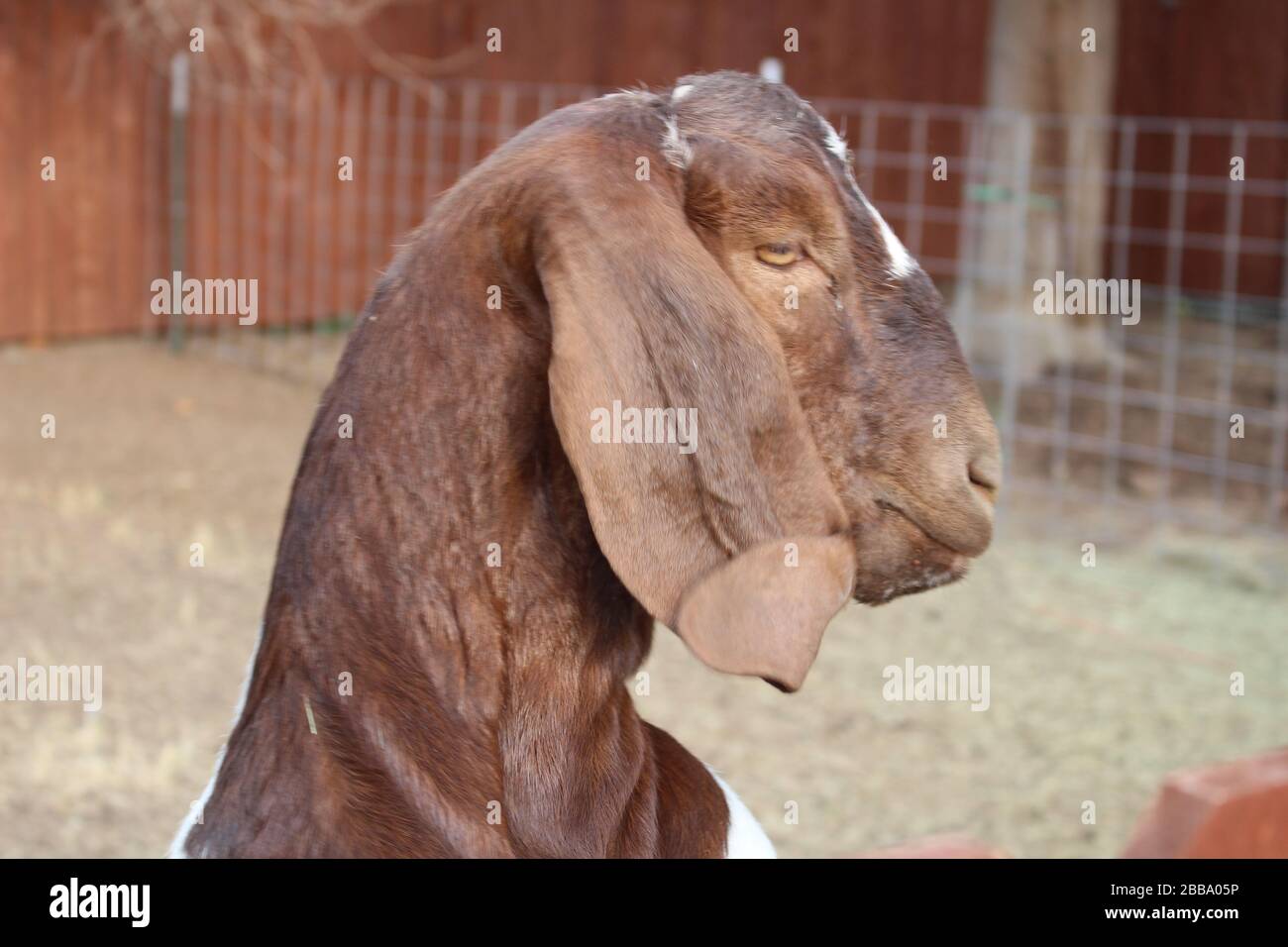 Goat looking over wooden fence Stock Photo - Alamy