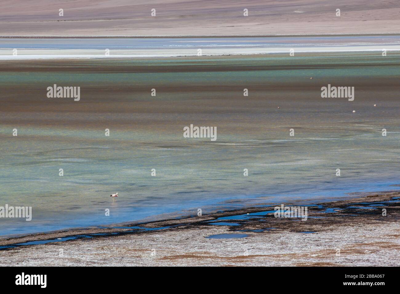 colorful salt lagoon panorama altiplano Bolivia Stock Photo - Alamy