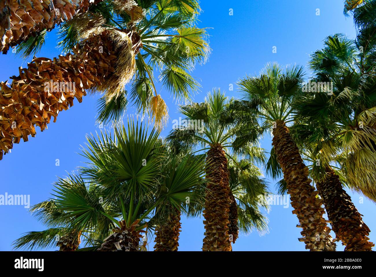 Wind blowing palm trees hi-res stock photography and images - Alamy