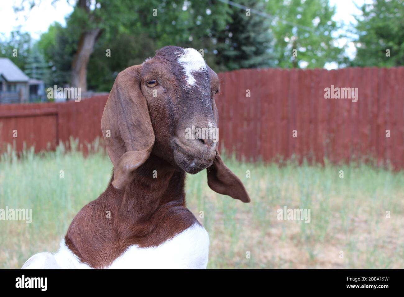 Curled ears hi-res stock photography and images - Alamy