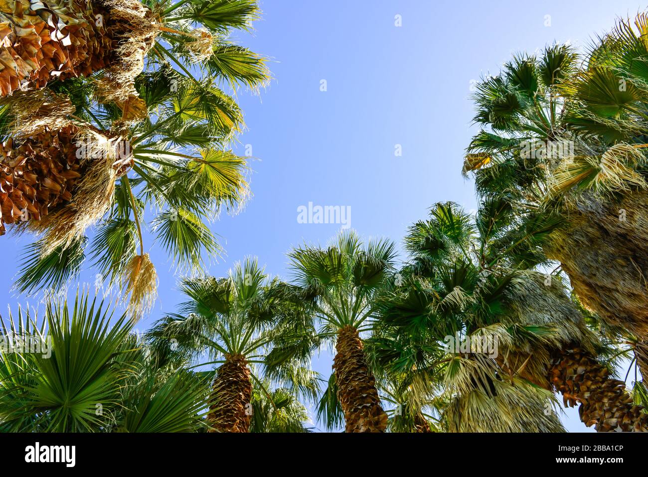 An upward view of skirted and shaved fan palm tree trunks with blowing ...