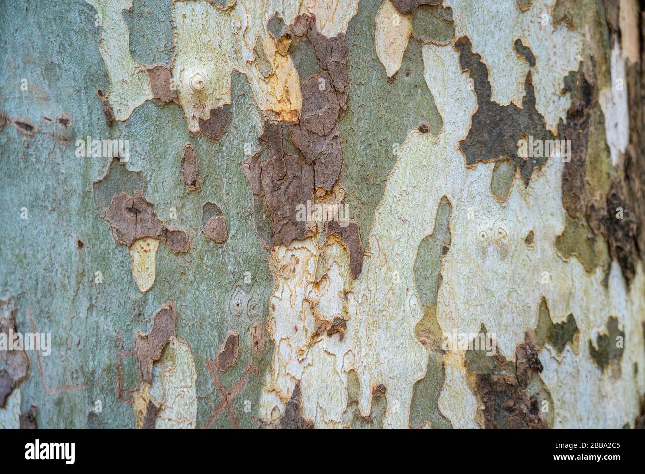 Sycamore bark background. Close up of Sycamore tree. Natural texture ...
