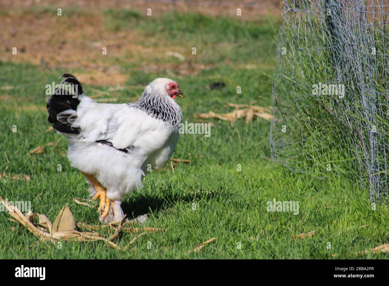 Speckled hen hi-res stock photography and images - Alamy