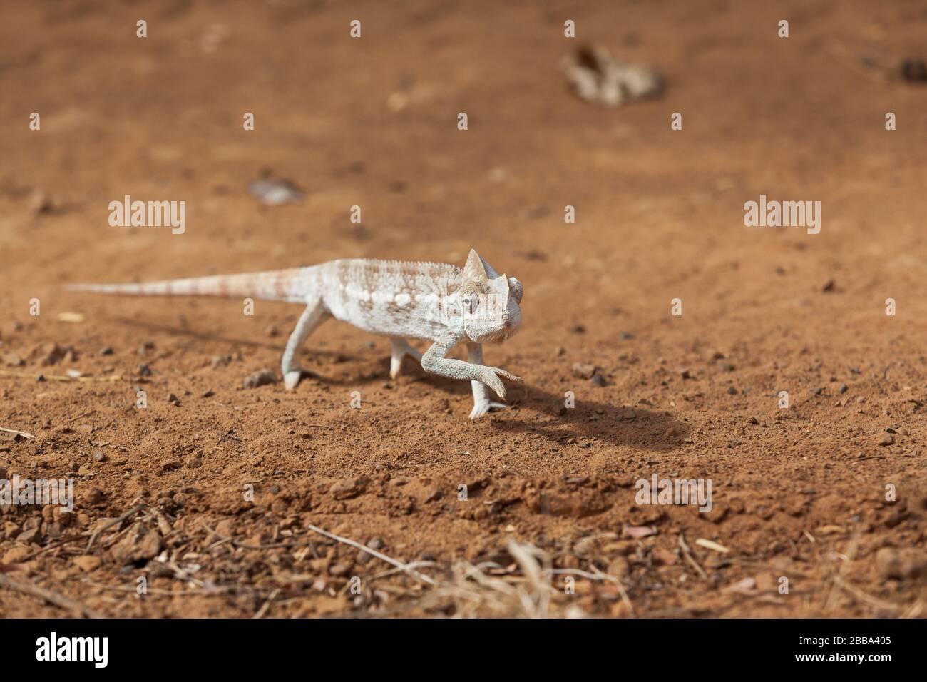 Lizard crossing the road hi-res stock photography and images - Alamy