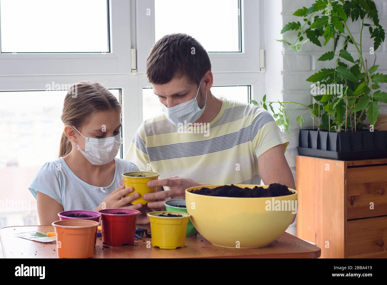 Dad and daughter in self-isolation plant flowers in pots Stock Photo ...