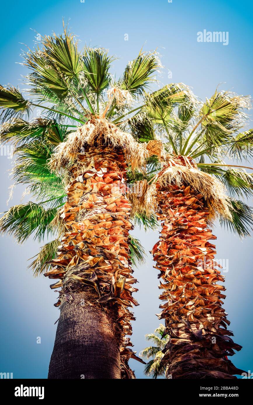 An upward view of two shaved fan palm tree trunks with blowing fronds ...