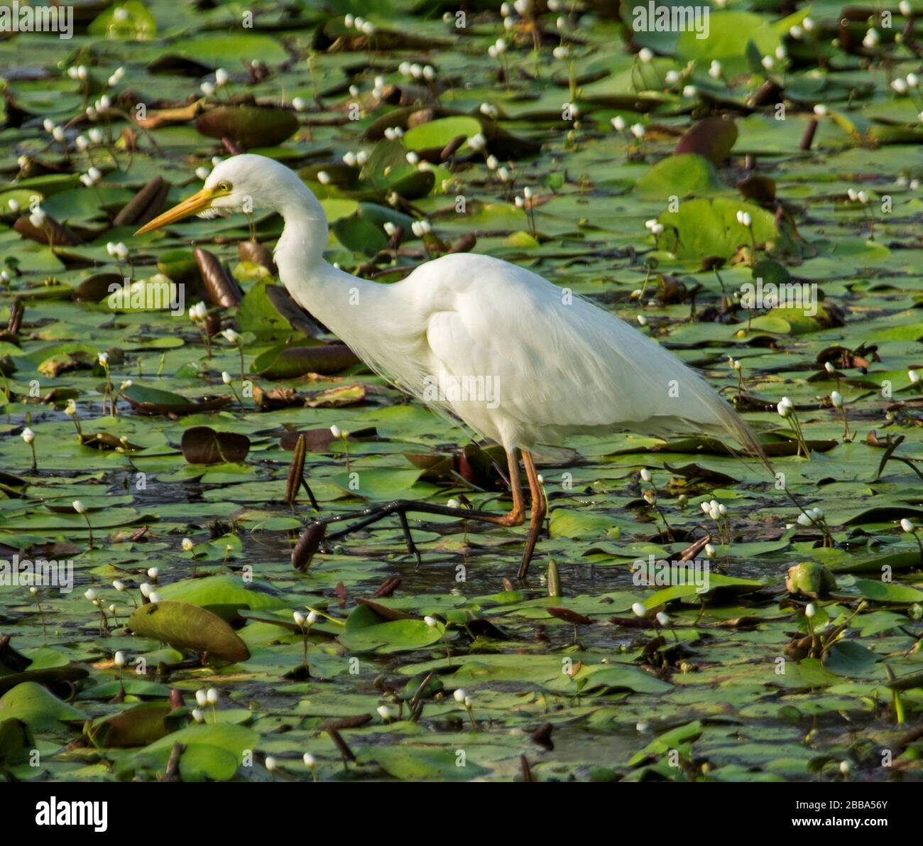 Australian intermediate egrets hi-res stock photography and images - Alamy