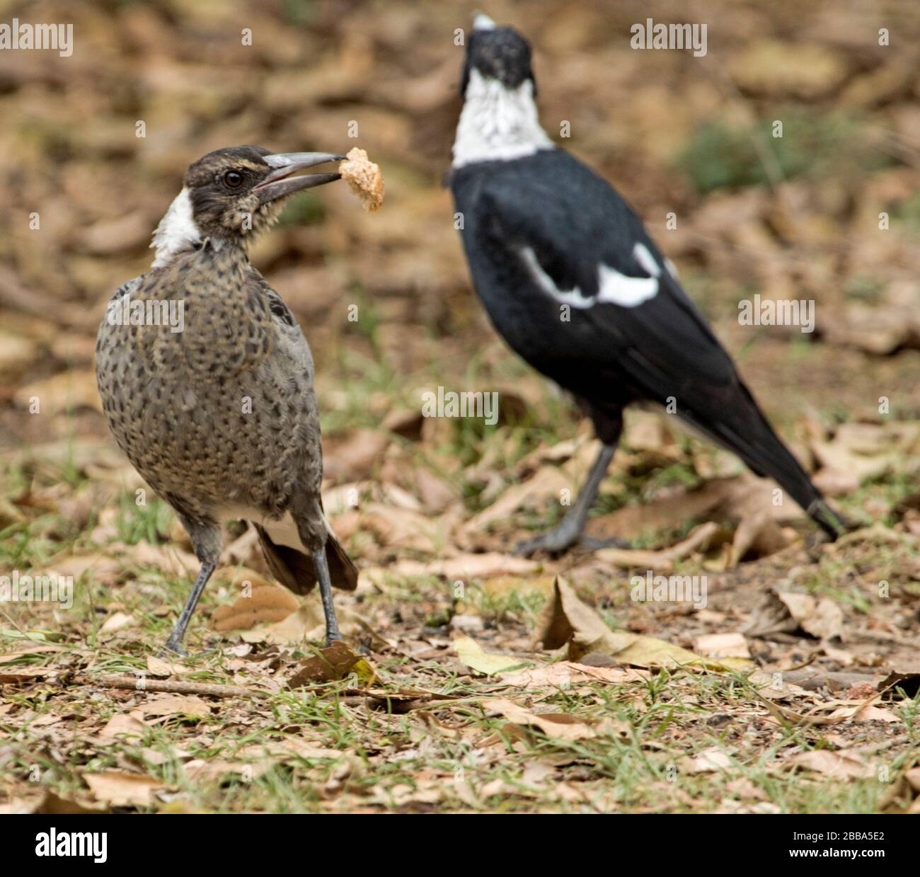 Young / juvenile Australian magpie, Gymnorhina tibicen, with mottled ...