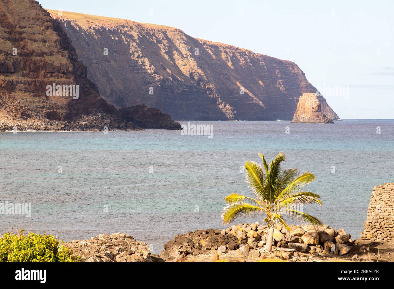 A coconut palm and the wild coasts of Easter Island with the cliffs of ...