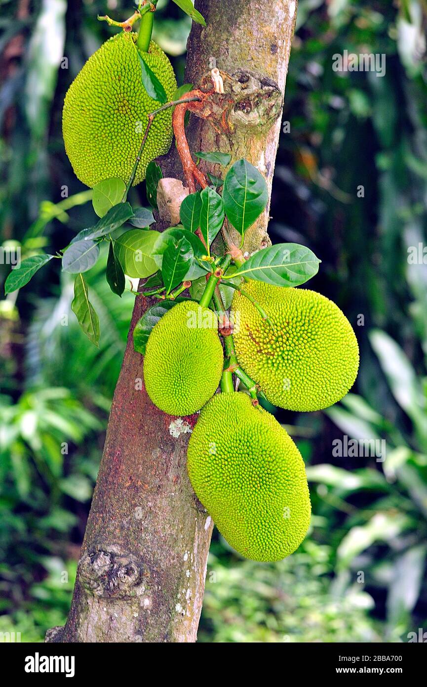 Breadfruit Artocarpus Altilis High Resolution Stock Photography and ...