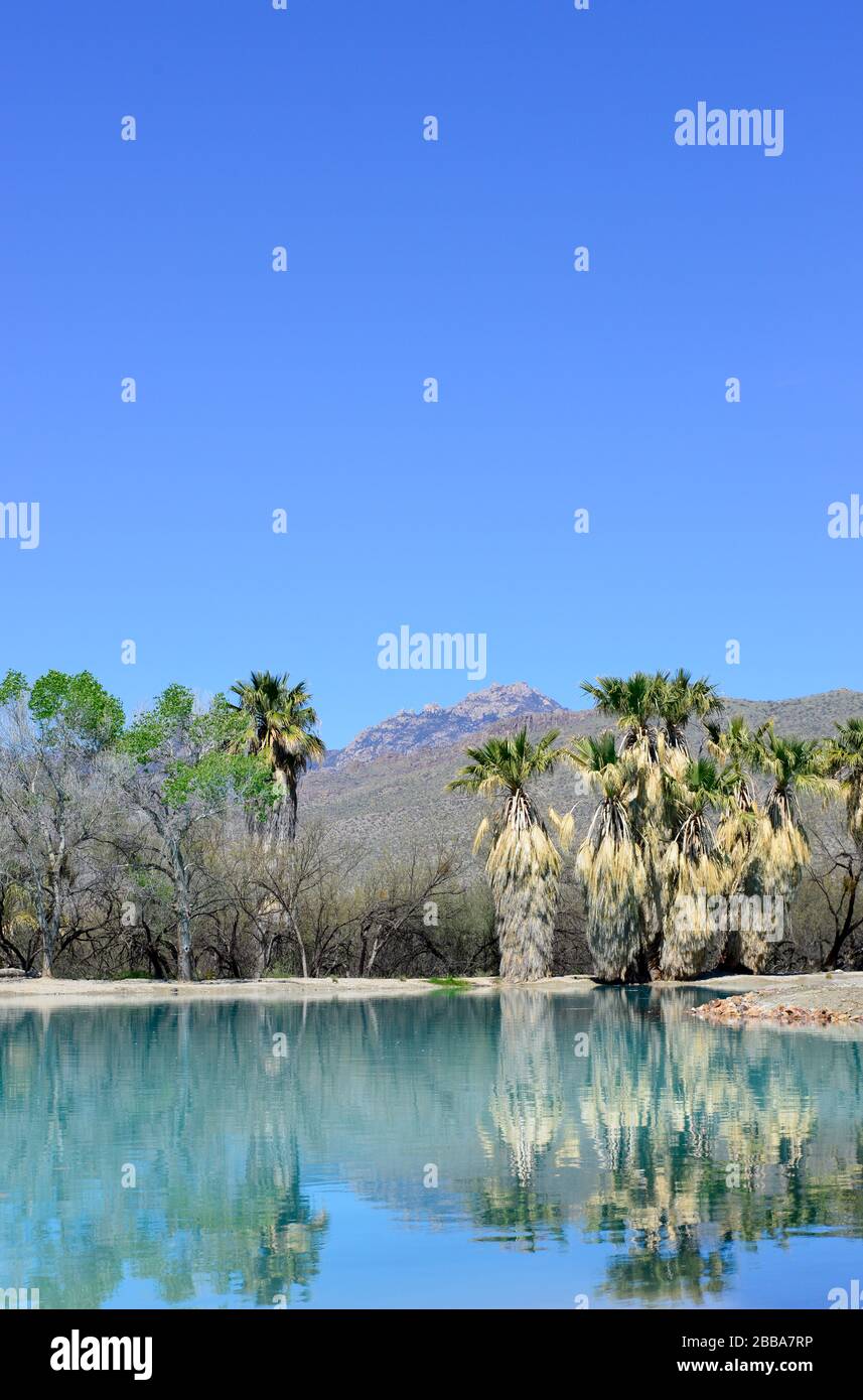 Palm trees with fan skirts hi-res stock photography and images - Alamy