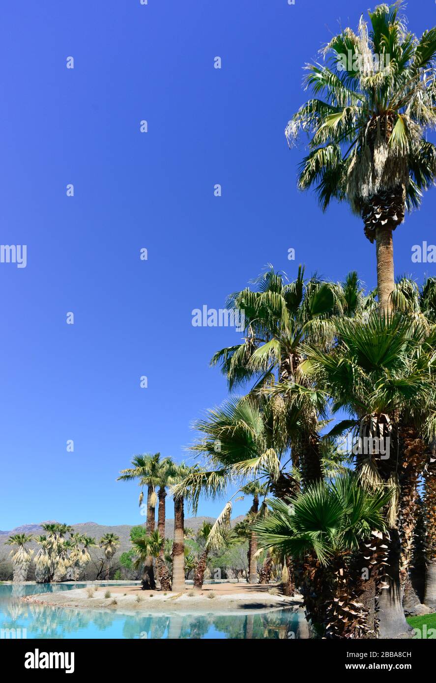 Palm trees with fan skirts hi-res stock photography and images - Alamy
