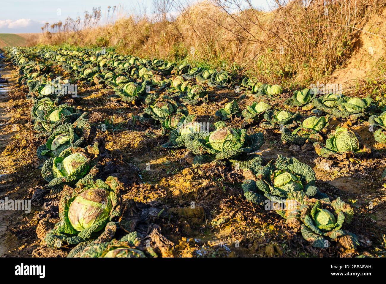 Mature growth cabbage field hi-res stock photography and images - Alamy