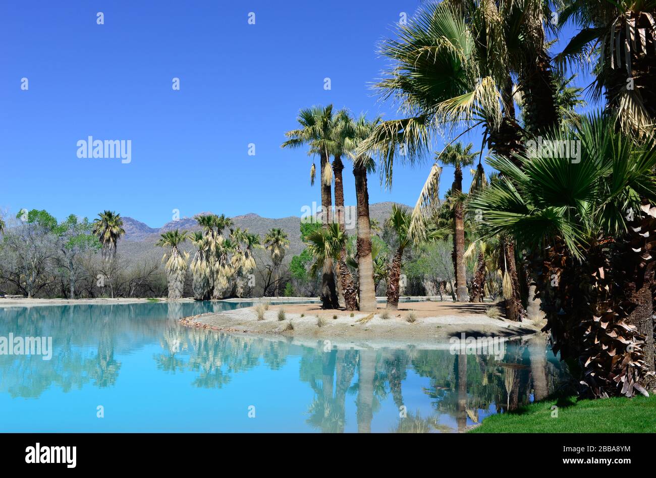 An idyllic view of both shaved fan palm trees and skirted trees ...