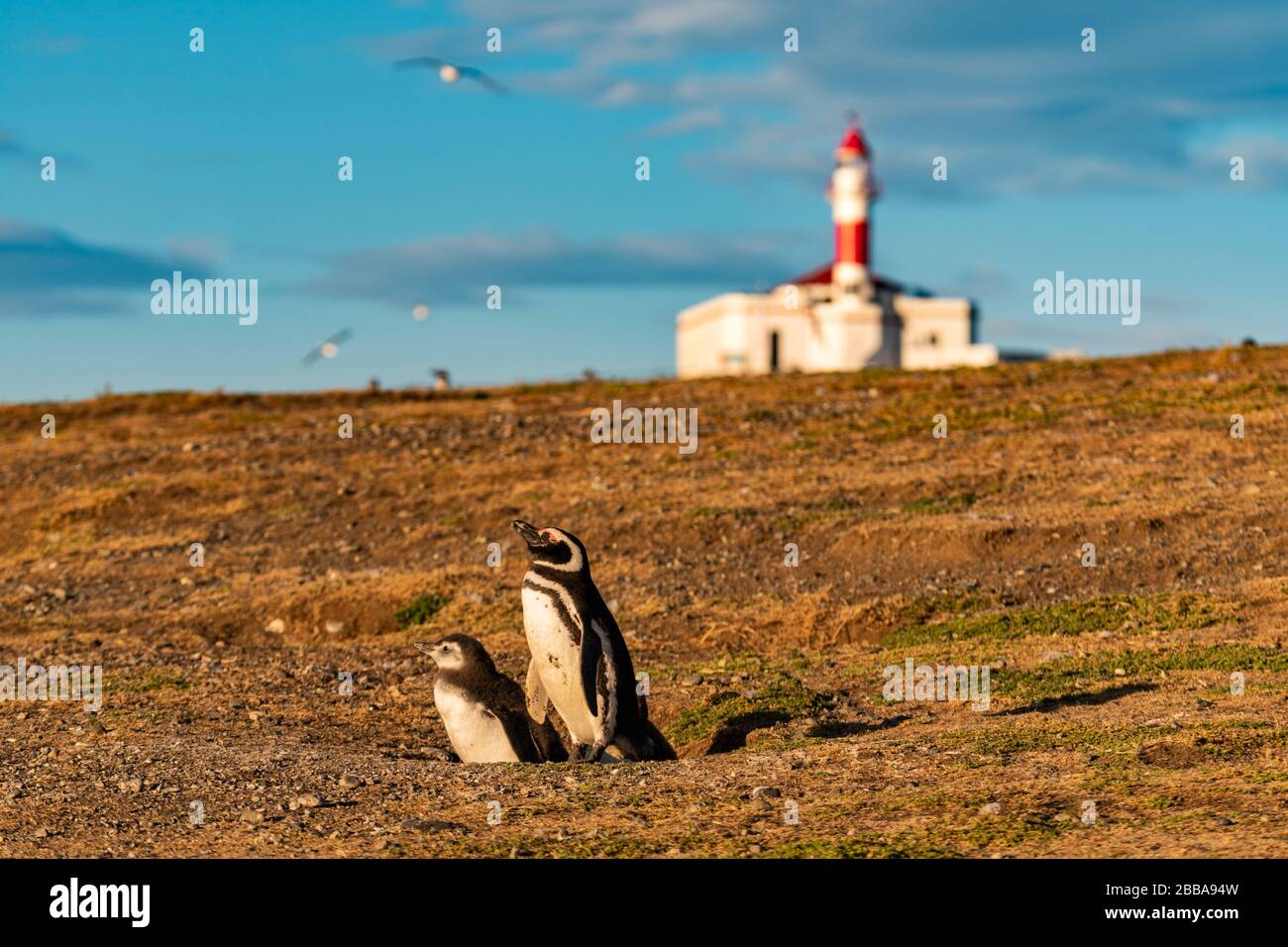 Chile, Punta Arenas, Isla Magdalena, the penguins island Stock Photo ...
