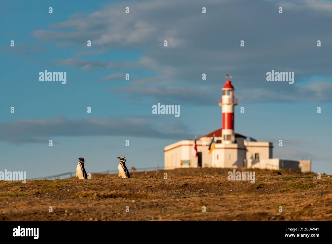 Penguins island hi-res stock photography and images - Alamy