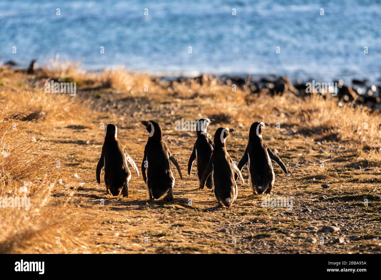 Chile, Punta Arenas, Isla Magdalena, the penguins island Stock Photo ...