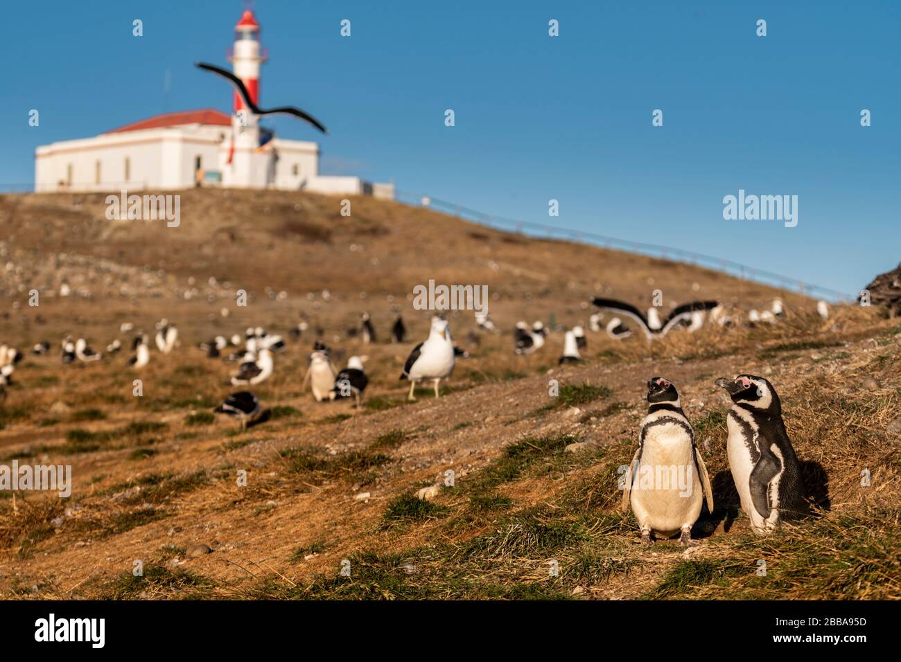 Chile, Punta Arenas, Isla Magdalena, the penguins island Stock Photo ...