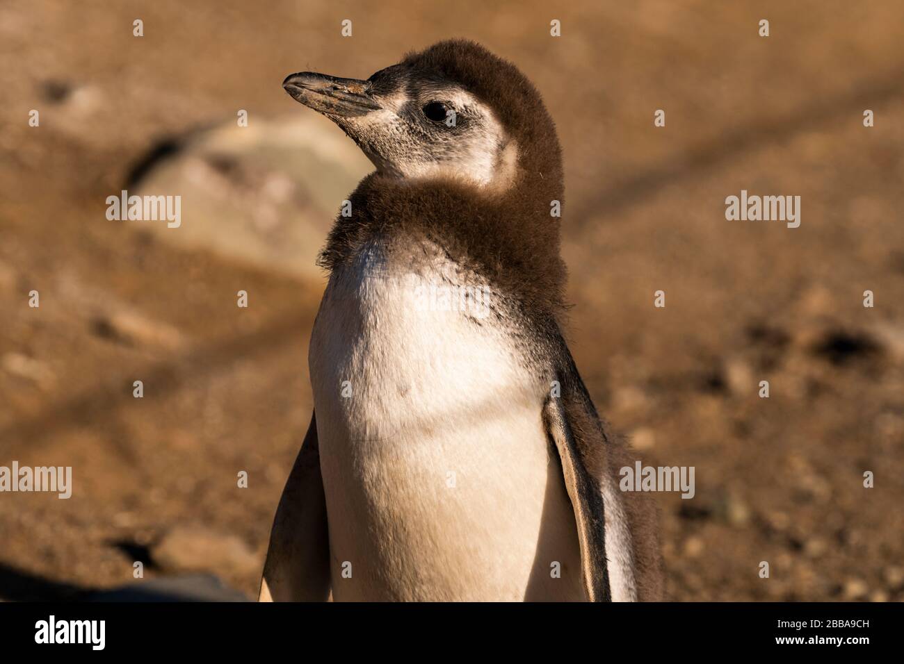 Chile, Punta Arenas, Isla Magdalena, the penguins island Stock Photo ...