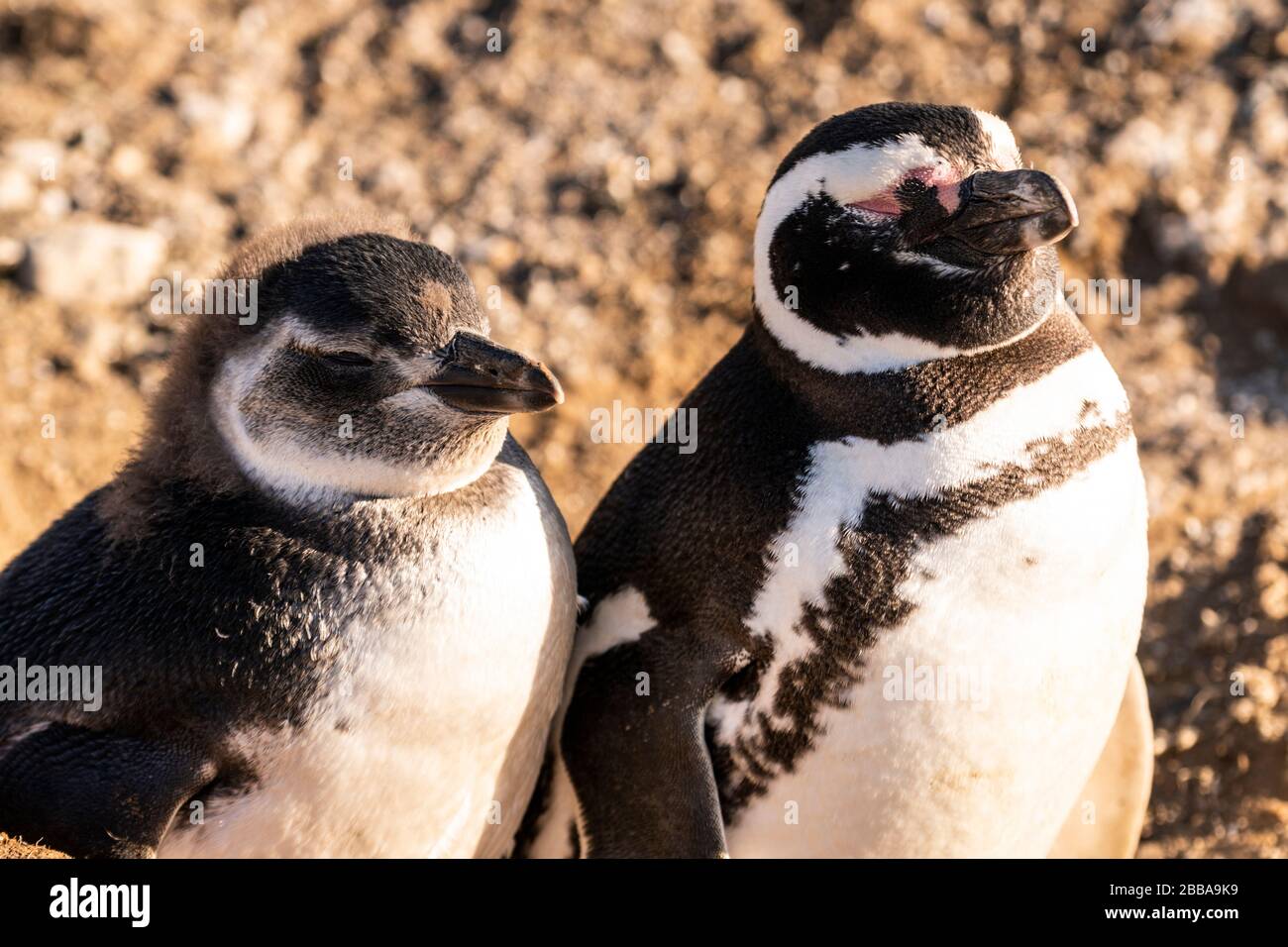 Chile, Punta Arenas, Isla Magdalena, the penguins island Stock Photo ...