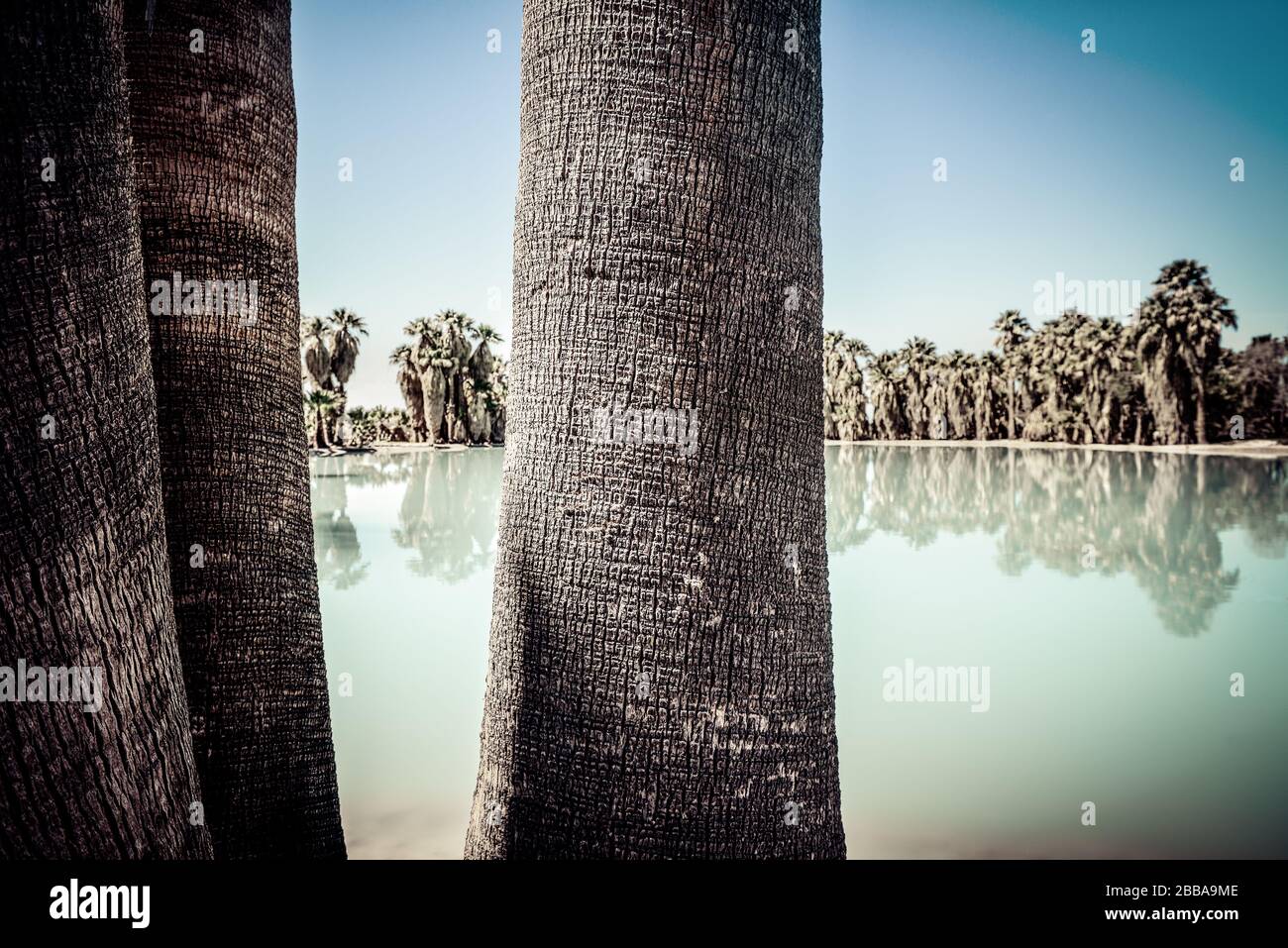 Palm tree trunks up close hi-res stock photography and images - Alamy