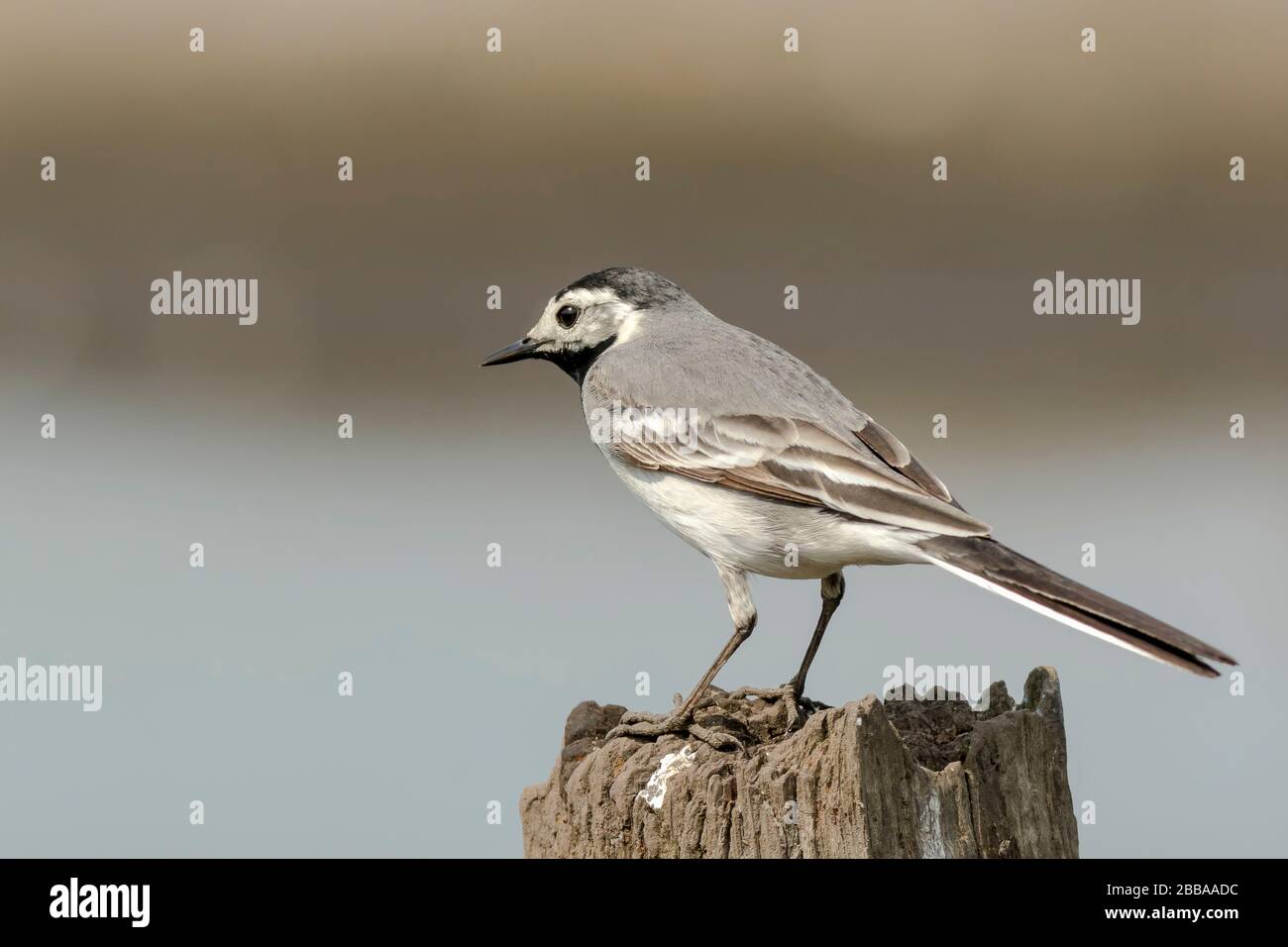 Closeup portrait of a White Wagtail (Motacilla alba) bird with white ...
