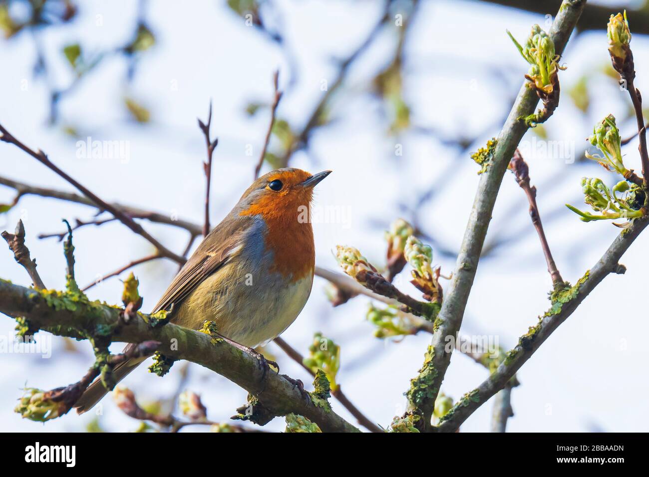 European robin Erithacus rubecula singing in sun rays sunlight during ...