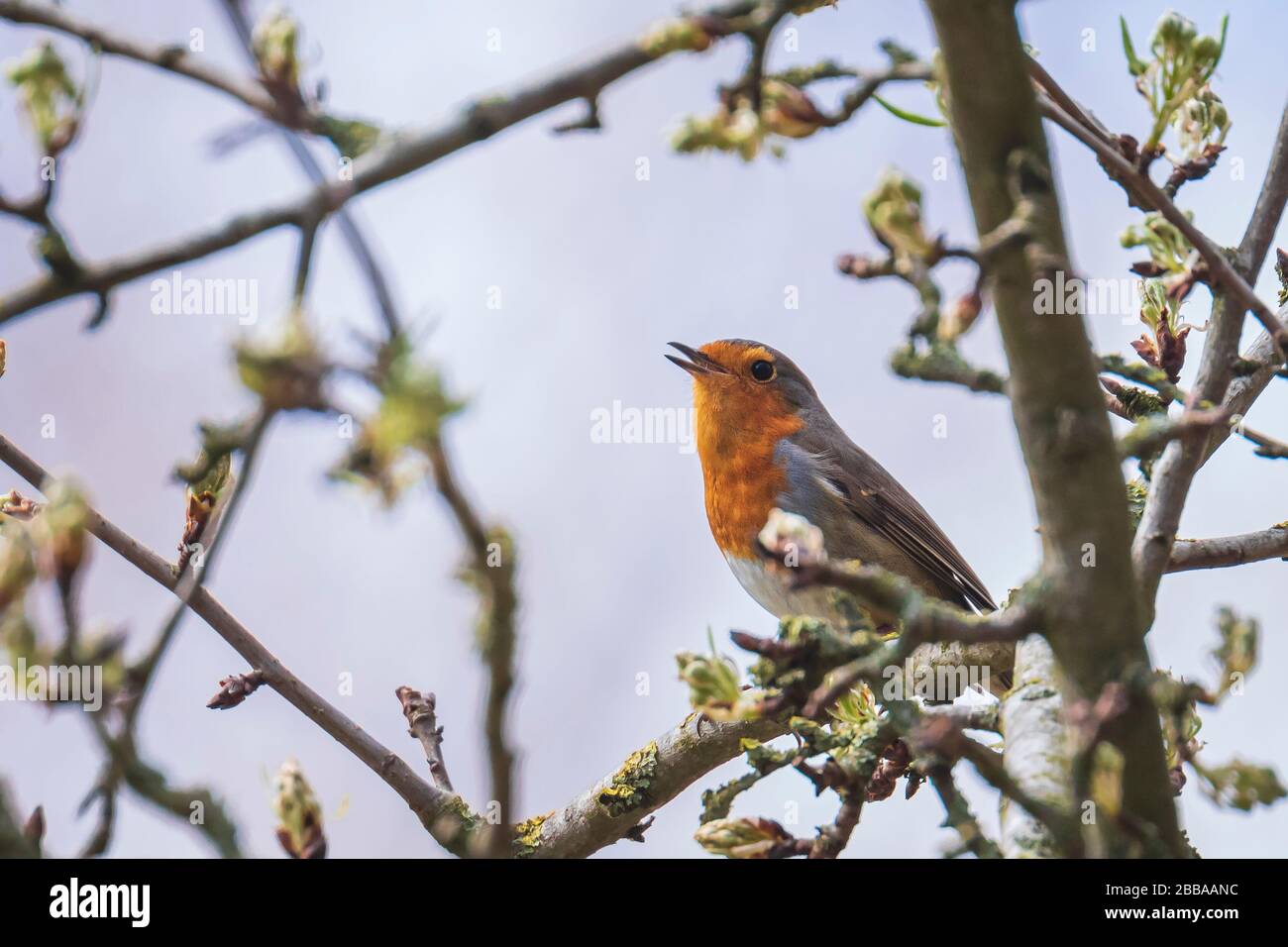 European robin Erithacus rubecula singing in sun rays sunlight during ...