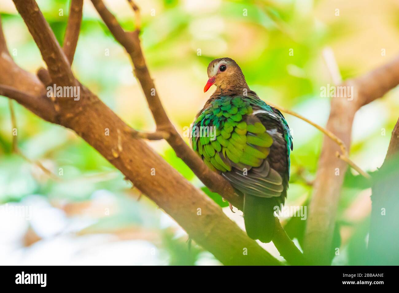 common emerald dove, Asian emerald dove, or grey-capped emerald dove ...