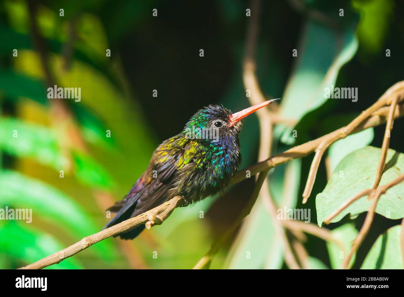 The white-chinned sapphire Hylocharis cyanus, hummingbird perched on a ...