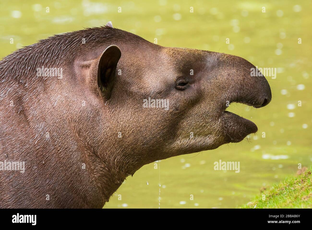 Smiling tapir hi-res stock photography and images - Alamy
