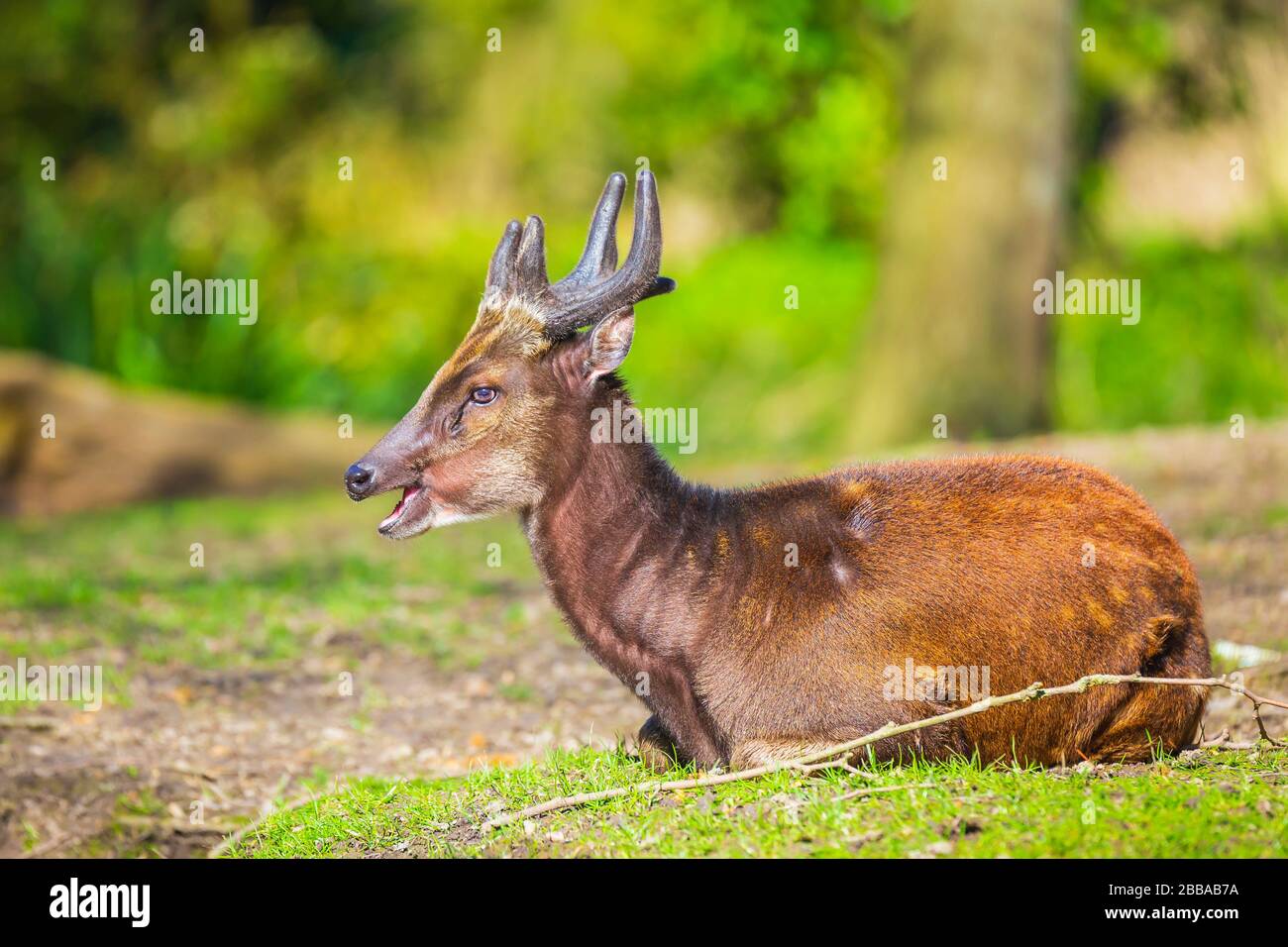Visayan Spotted Deer