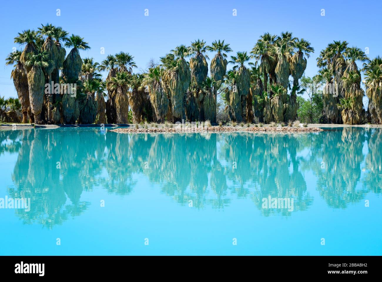 A grove of dramatically skirted fan Palm trees reflecting in a ...