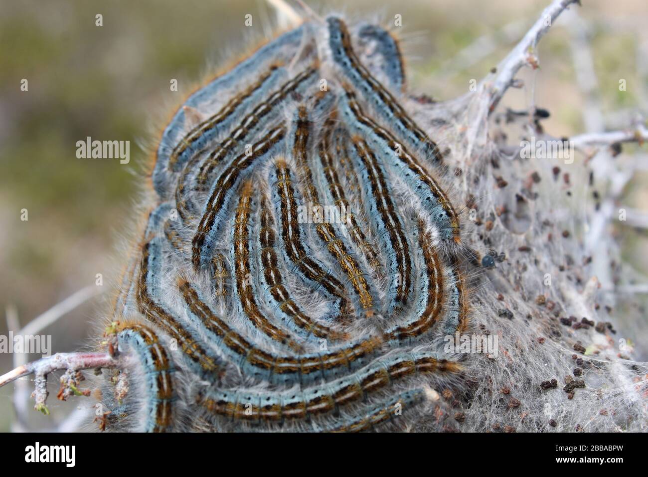 Tent Caterpillar Nest