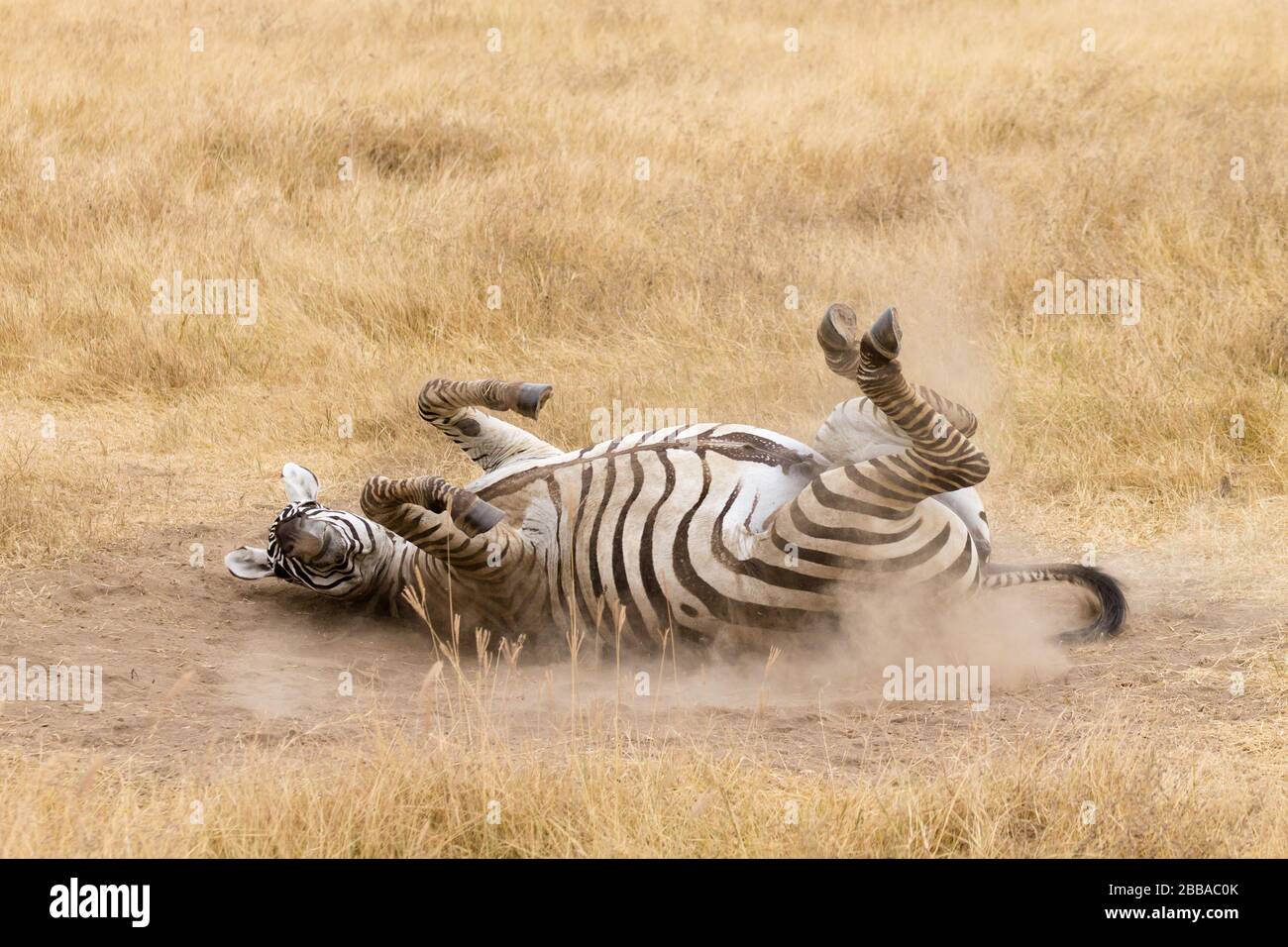 Zebra that is rolling on the ground. Ngorongoro crater, Tanzania ...