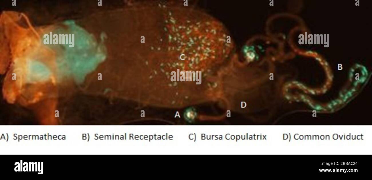 Drosophila melanogaster male and female hi-res stock photography and ...