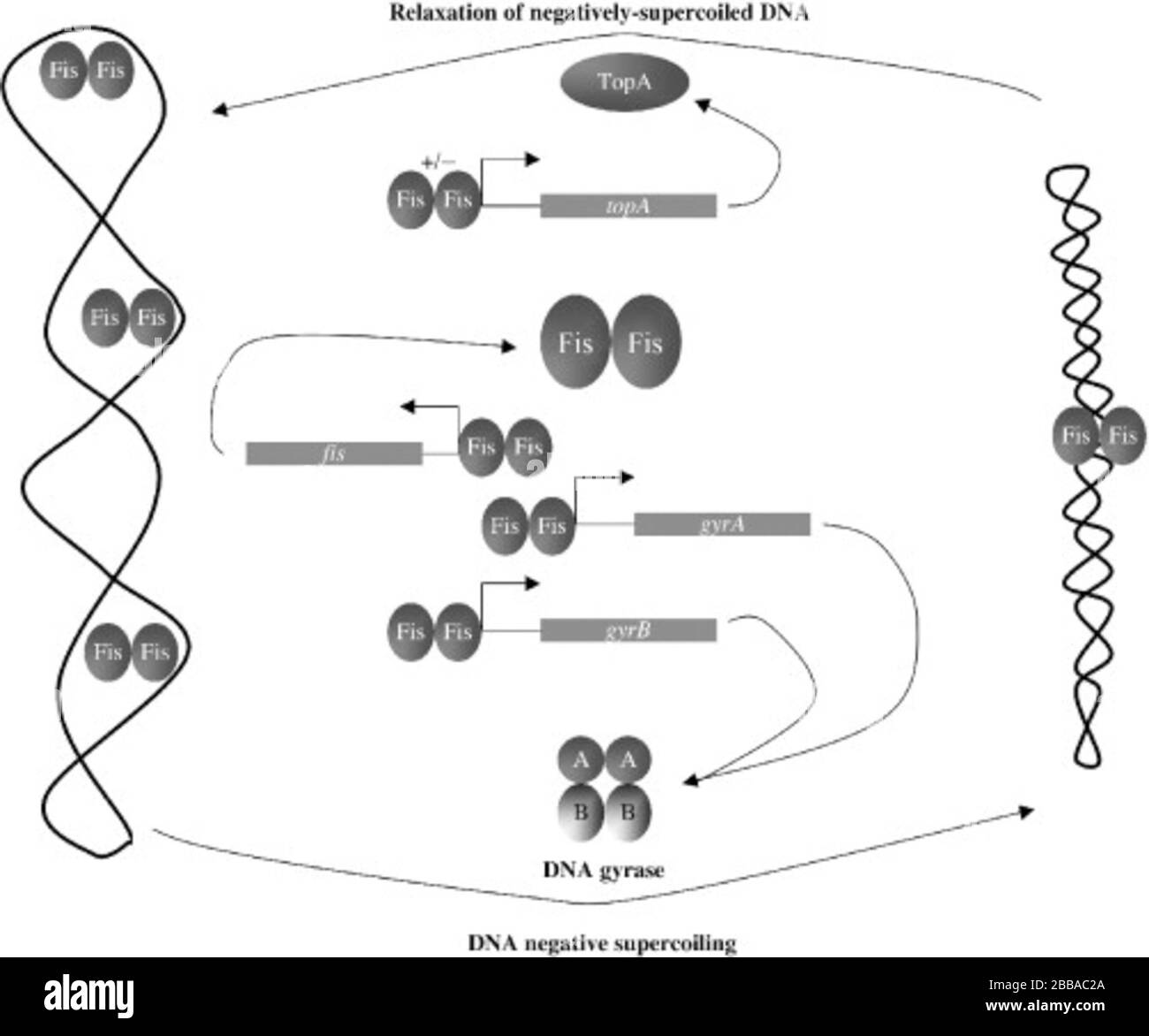 Supercoiling hi-res stock photography and images - Alamy