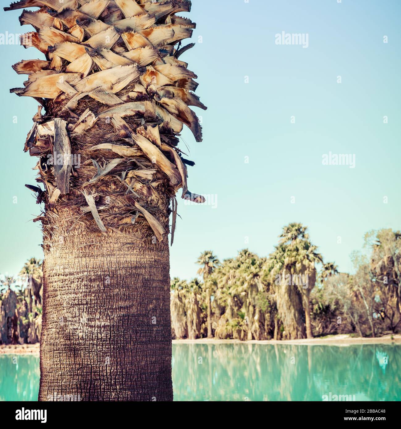 Close-up of fan palm tree trunk with smoothly cracked surface, fibers ...