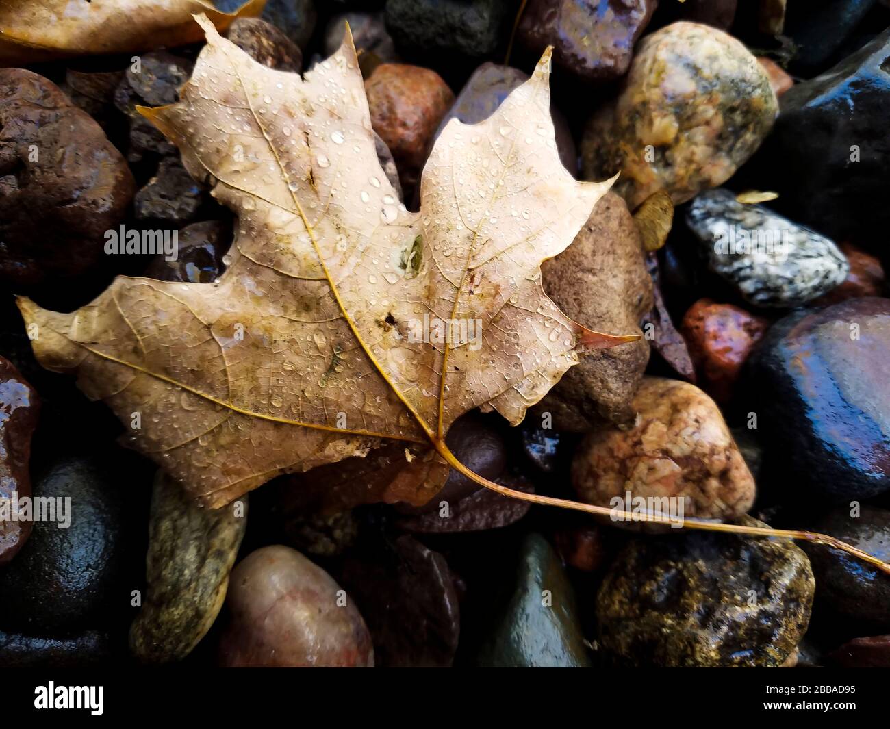 Fall Leaf on ground Stock Photo - Alamy