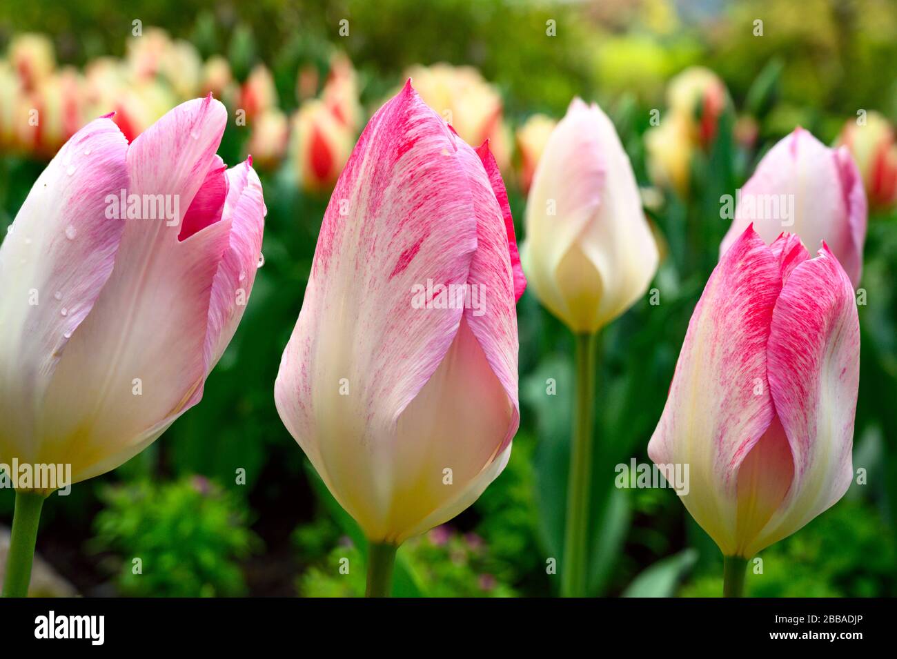 Landmarks in victoria bc canada hi-res stock photography and images - Alamy