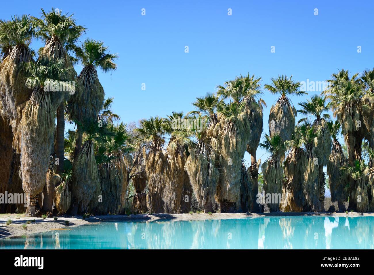 A grove of dramatically skirted fan Palm trees reflecting in a ...