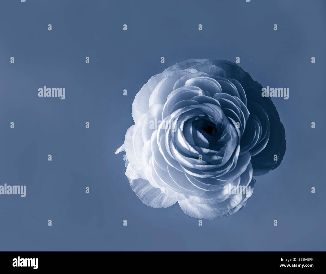 Flower ranunculus on the blue color background isolated, closeup ...