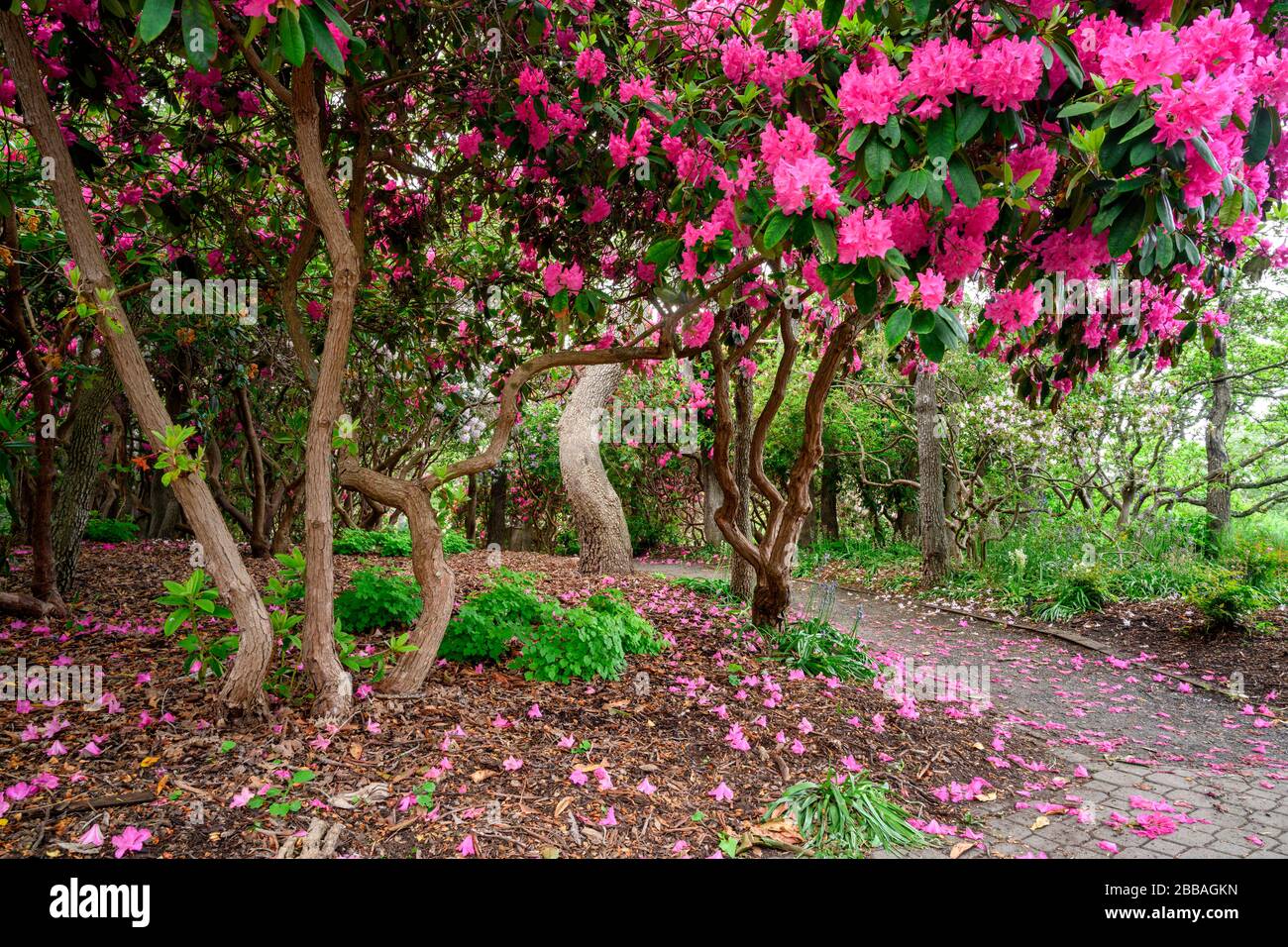 Playfair hi-res stock photography and images - Alamy