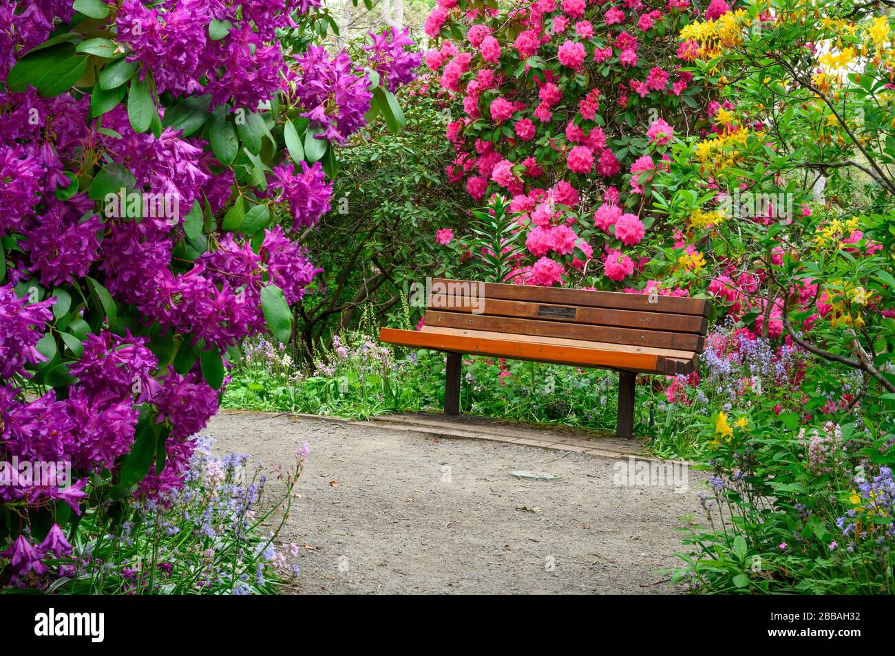 Rhododendrons at Playfair Park, Victoria, Vancouver Island, BC, Canada ...