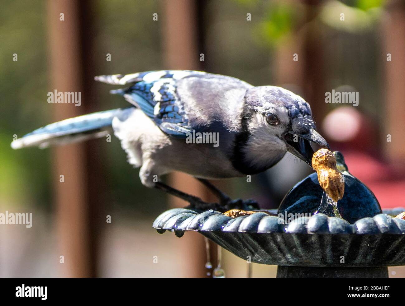Jay eating nut hi-res stock photography and images - Alamy