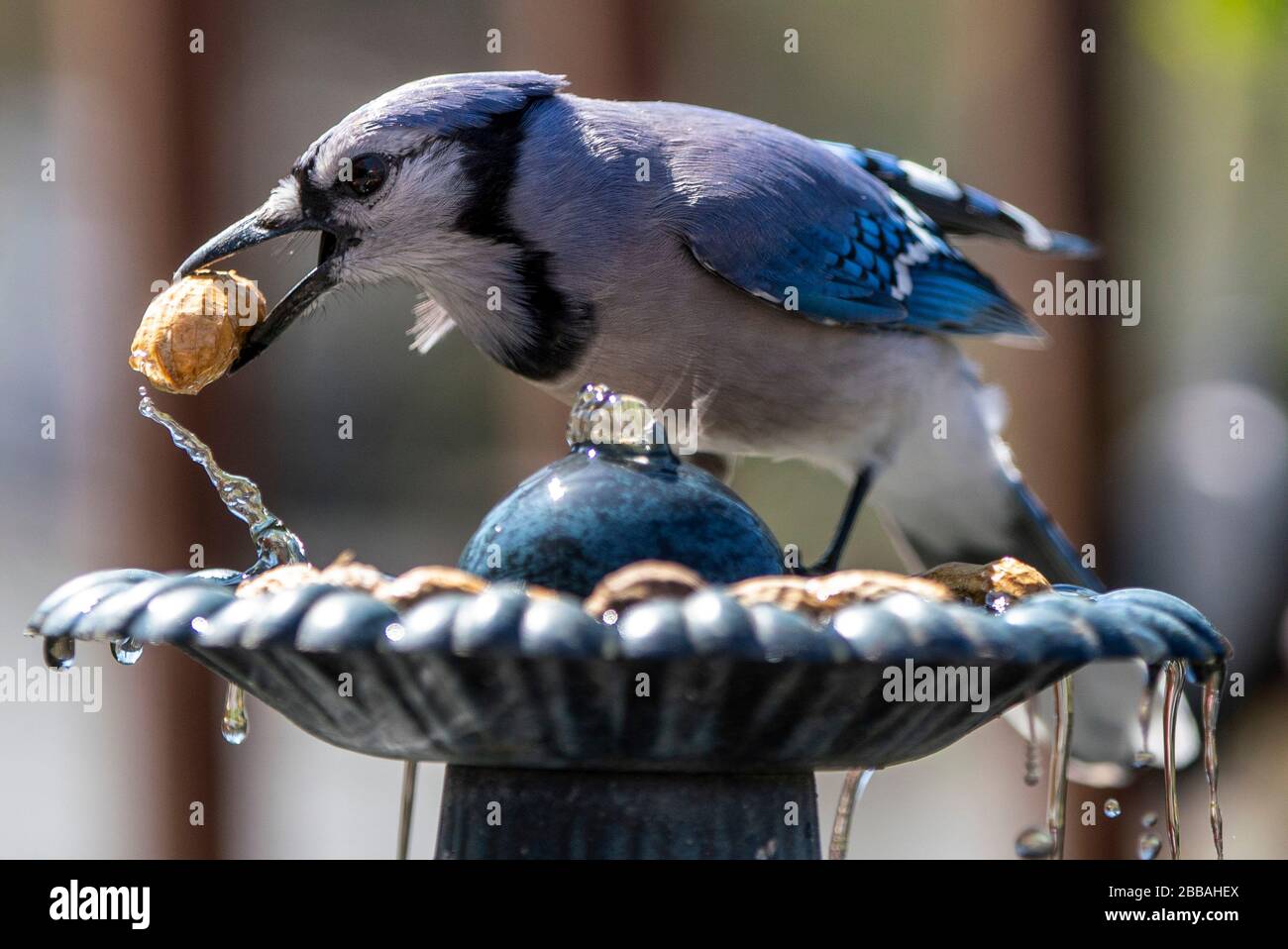 Caught a nut Stock Photo - Alamy