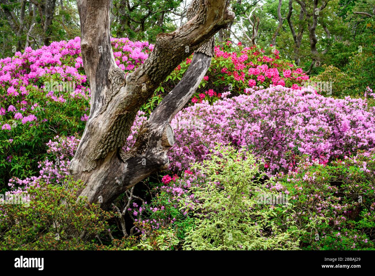 Rhododendrons at playfair park hi-res stock photography and images - Alamy