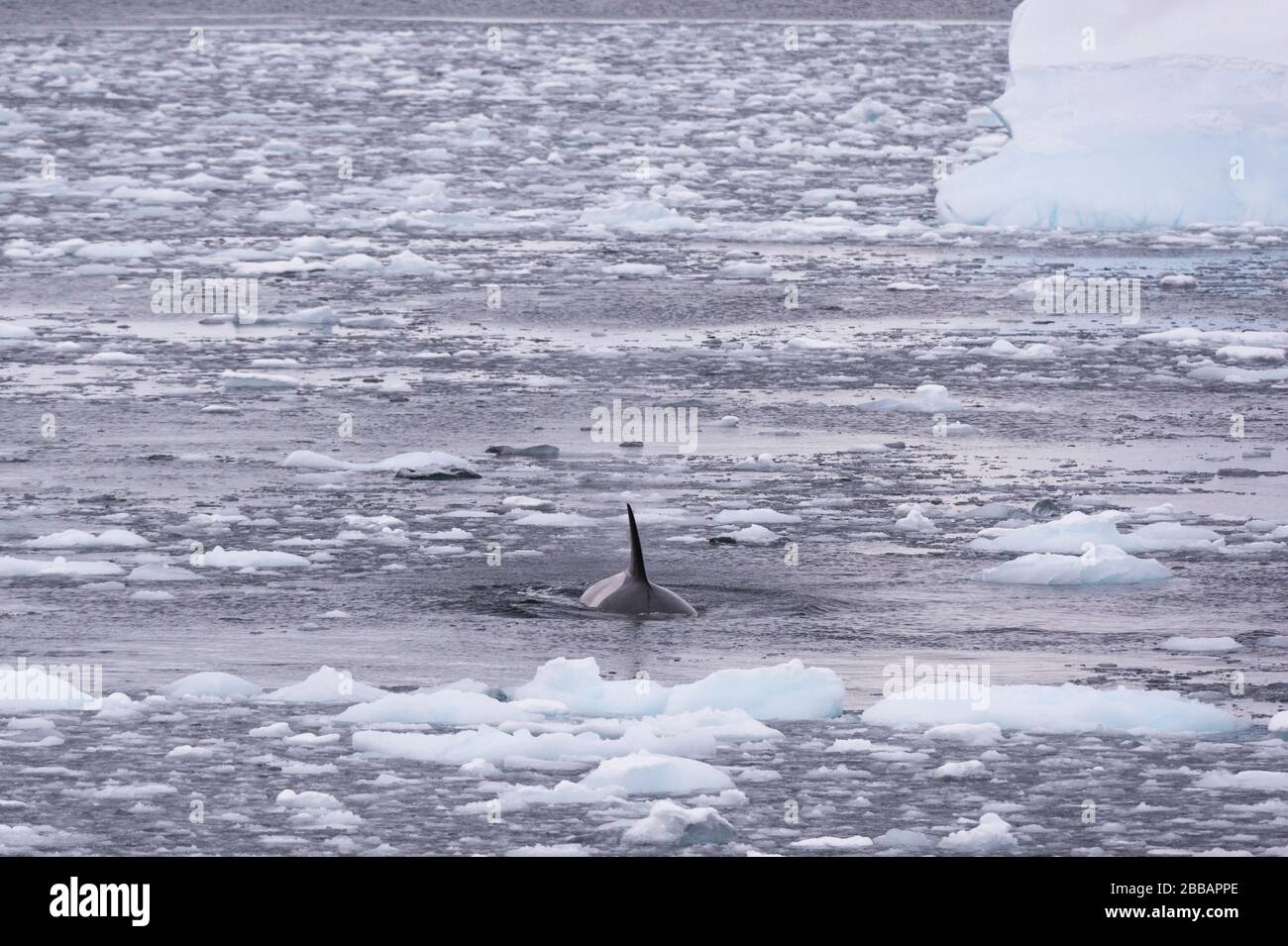 Orcinus orca arctic hi-res stock photography and images - Alamy