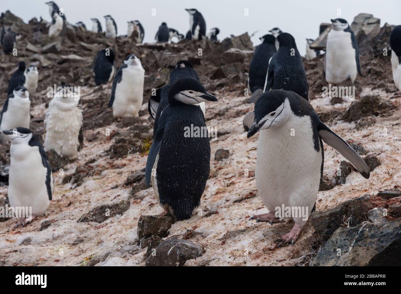 Chinstrap Penguin(Pygoscelis antarcticus), Half Moon Island, Antarctica ...